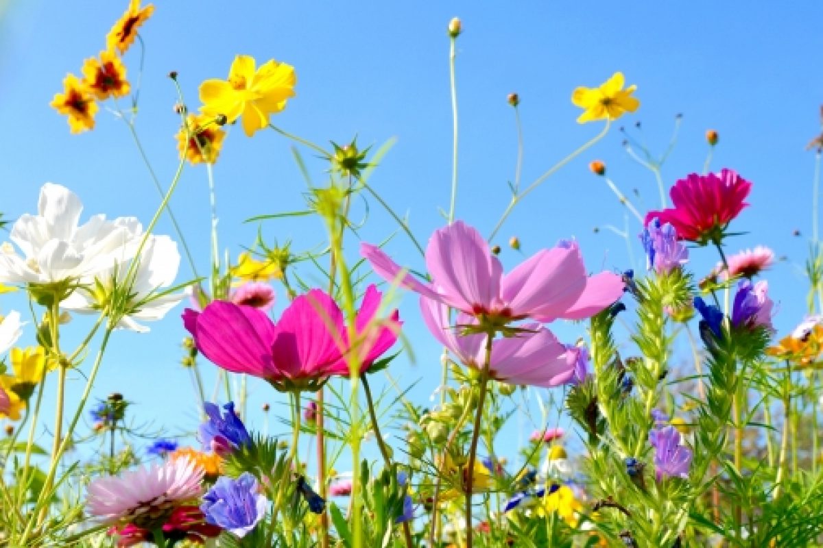 Sommartider i kundtjänst – Bjärke Energi